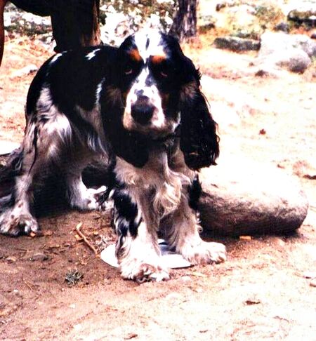Cocker spaniel anglés - L'Enciclopèdia, la wikipedia en valencià